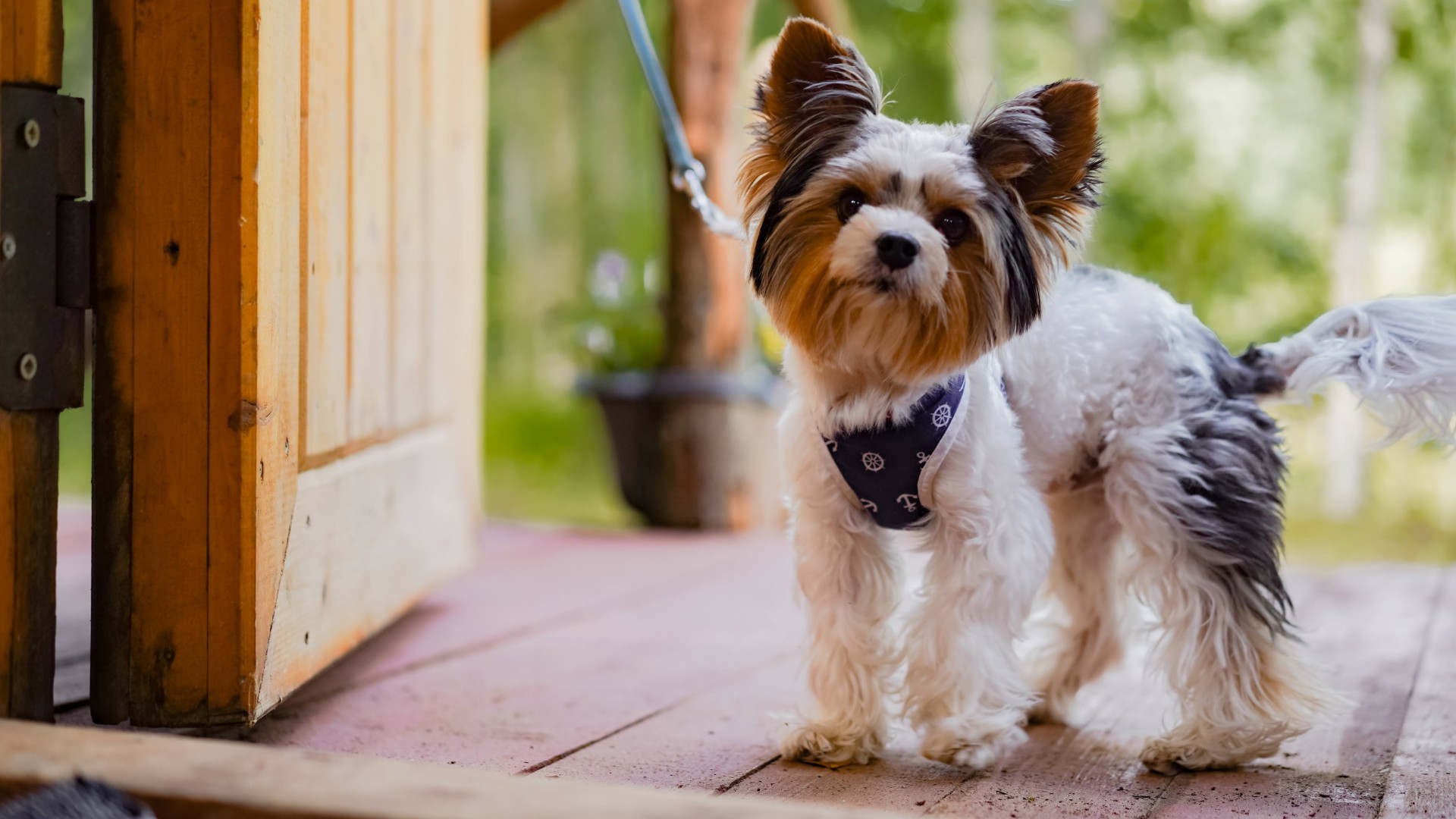 About Chester Veterinary Clinic | Vet In Chester, CA 96020