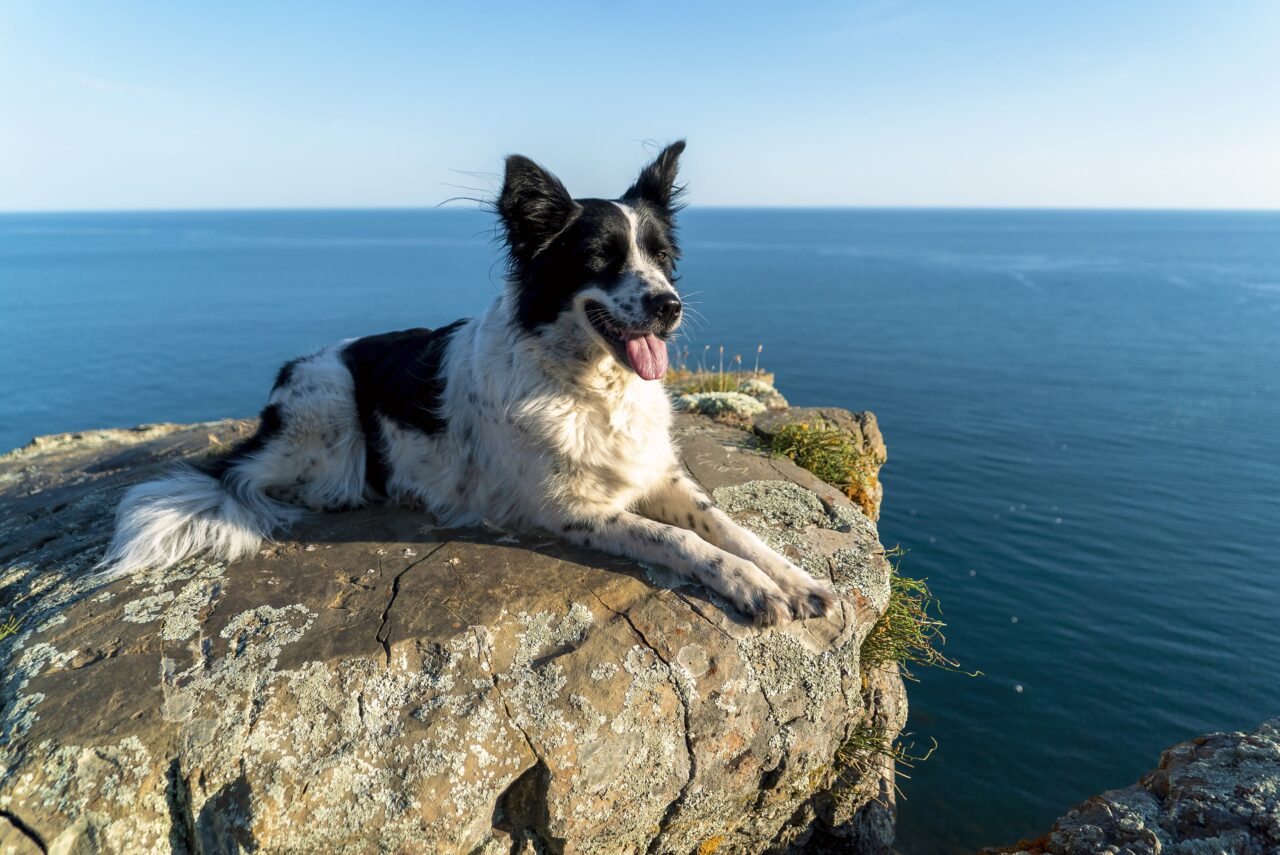 Best Vet Hospital In Chester, CA | Chester Veterinary Clinic