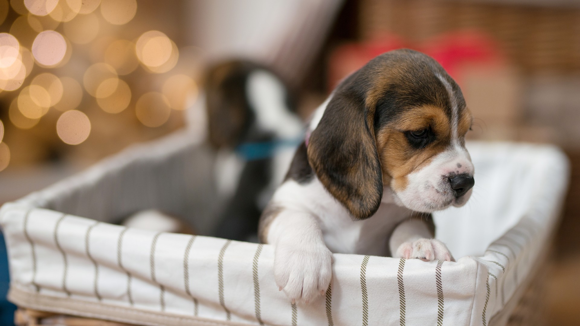 New Client Form | Chester Veterinary Clinic