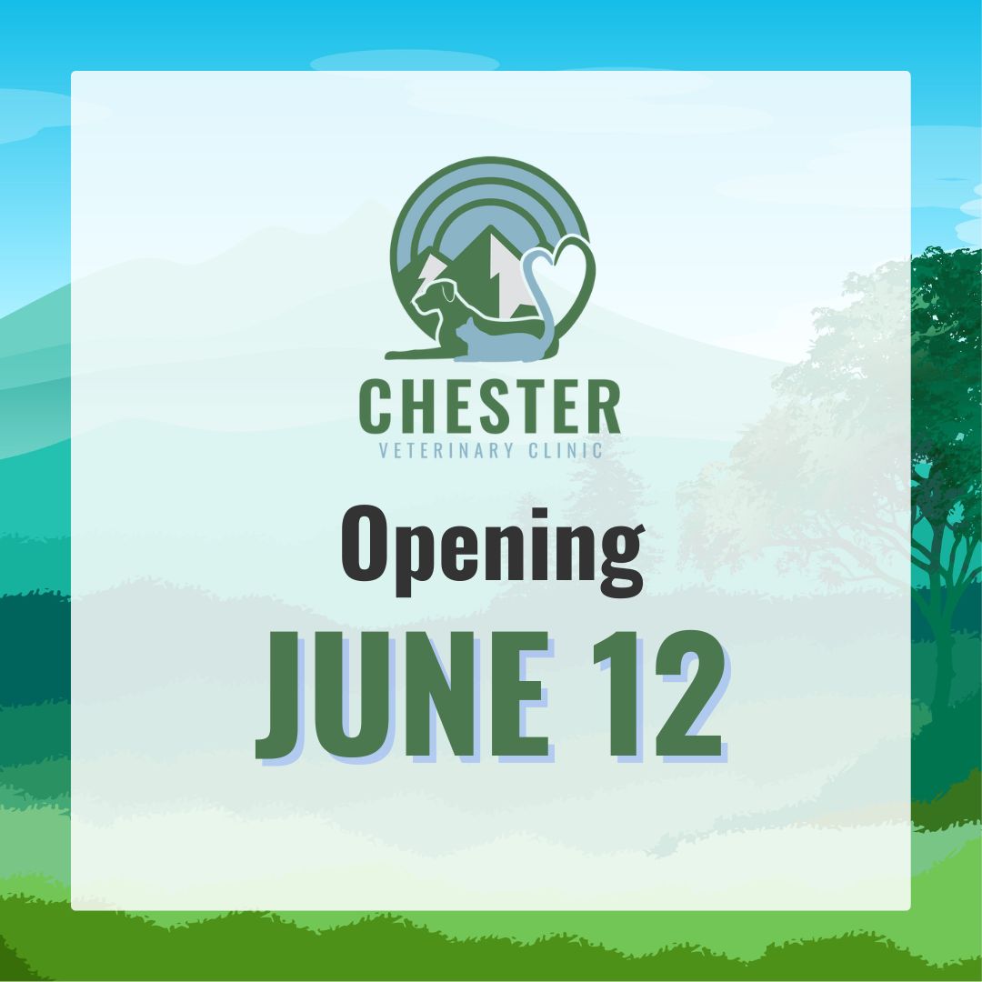 Best Vet Hospital In Chester, CA | Chester Veterinary Clinic